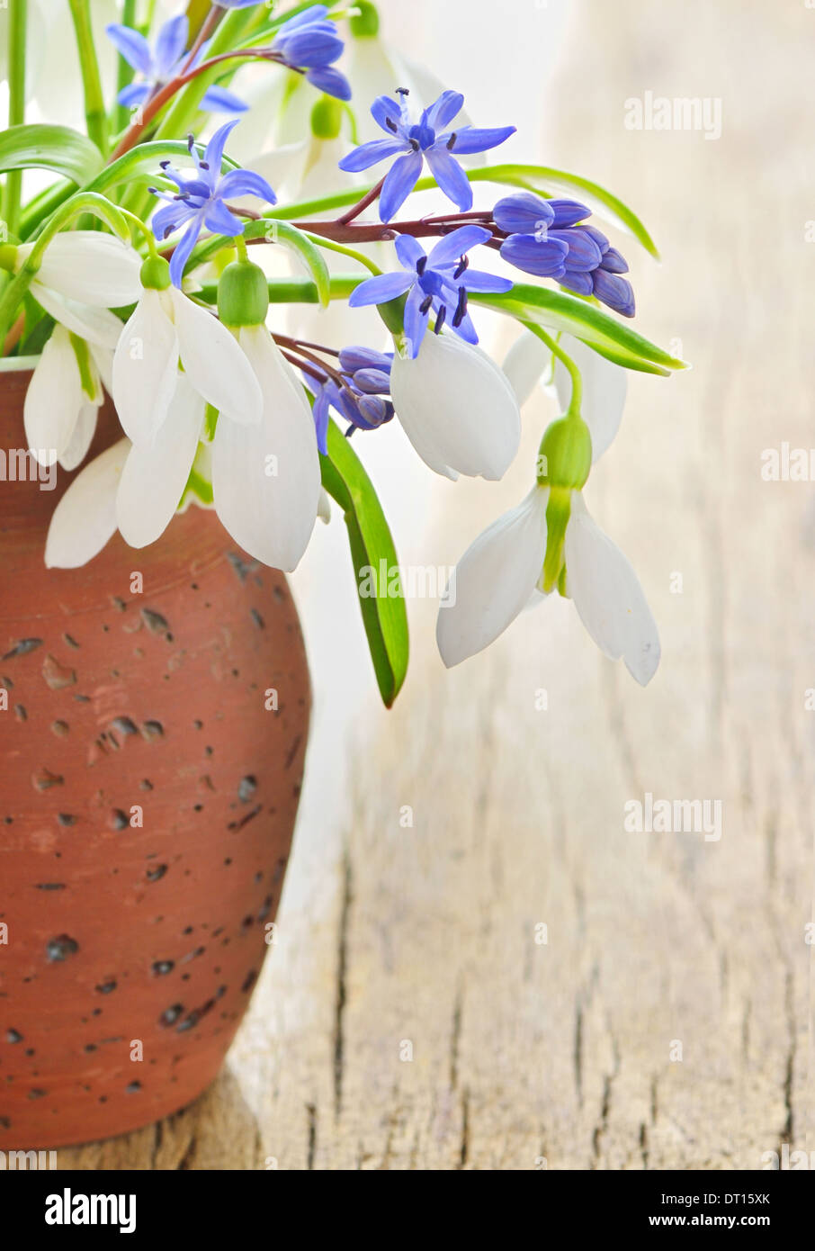 Bouquet of snowdrops hi-res stock photography and images - Alamy