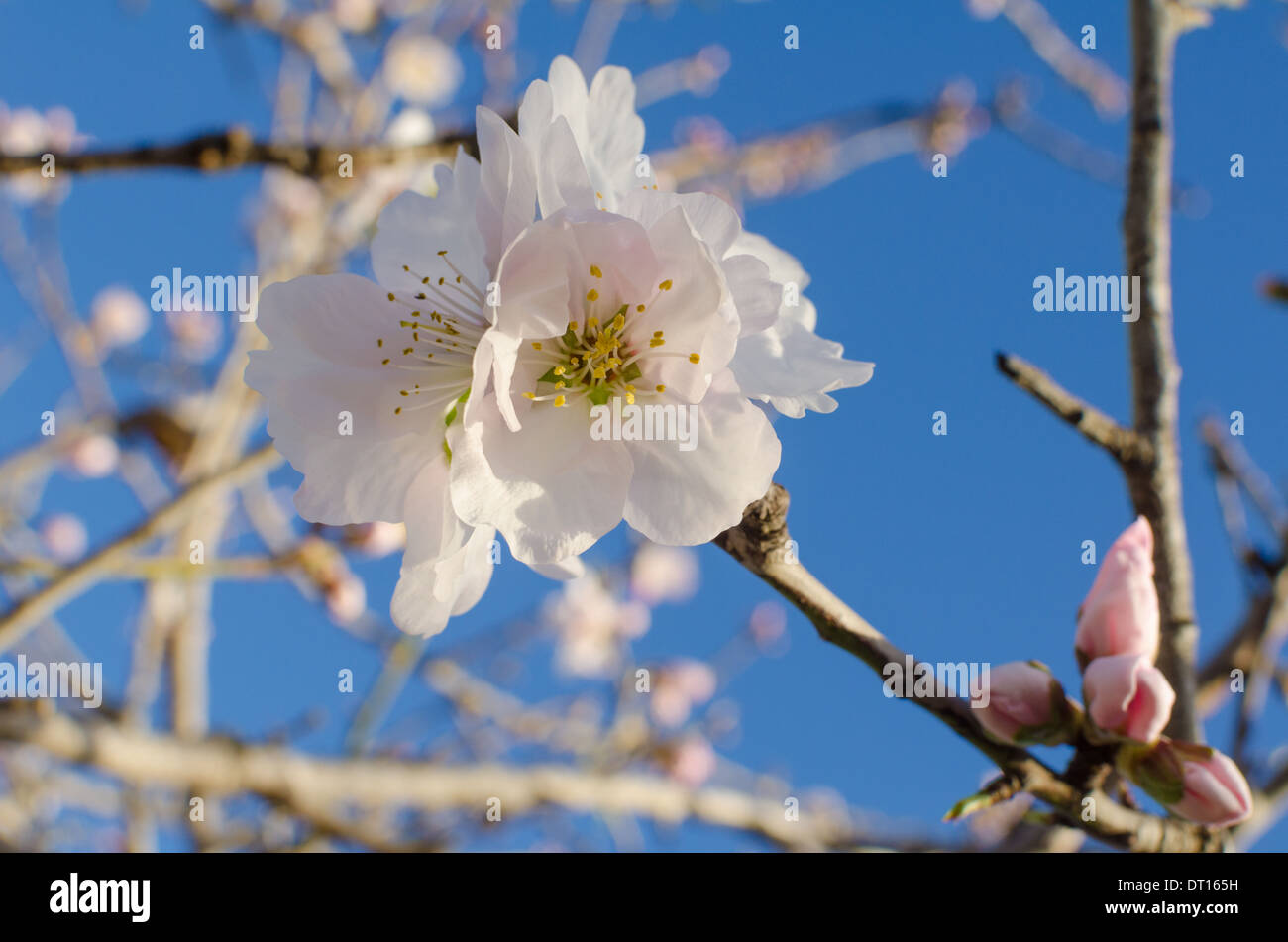 White almond tree flower and a cluster of buds Stock Photo - Alamy