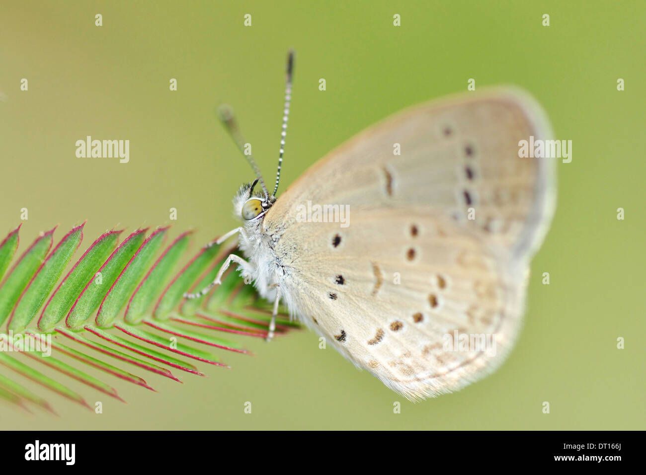 Portrait of a Tiny Butterfly Stock Photo - Alamy