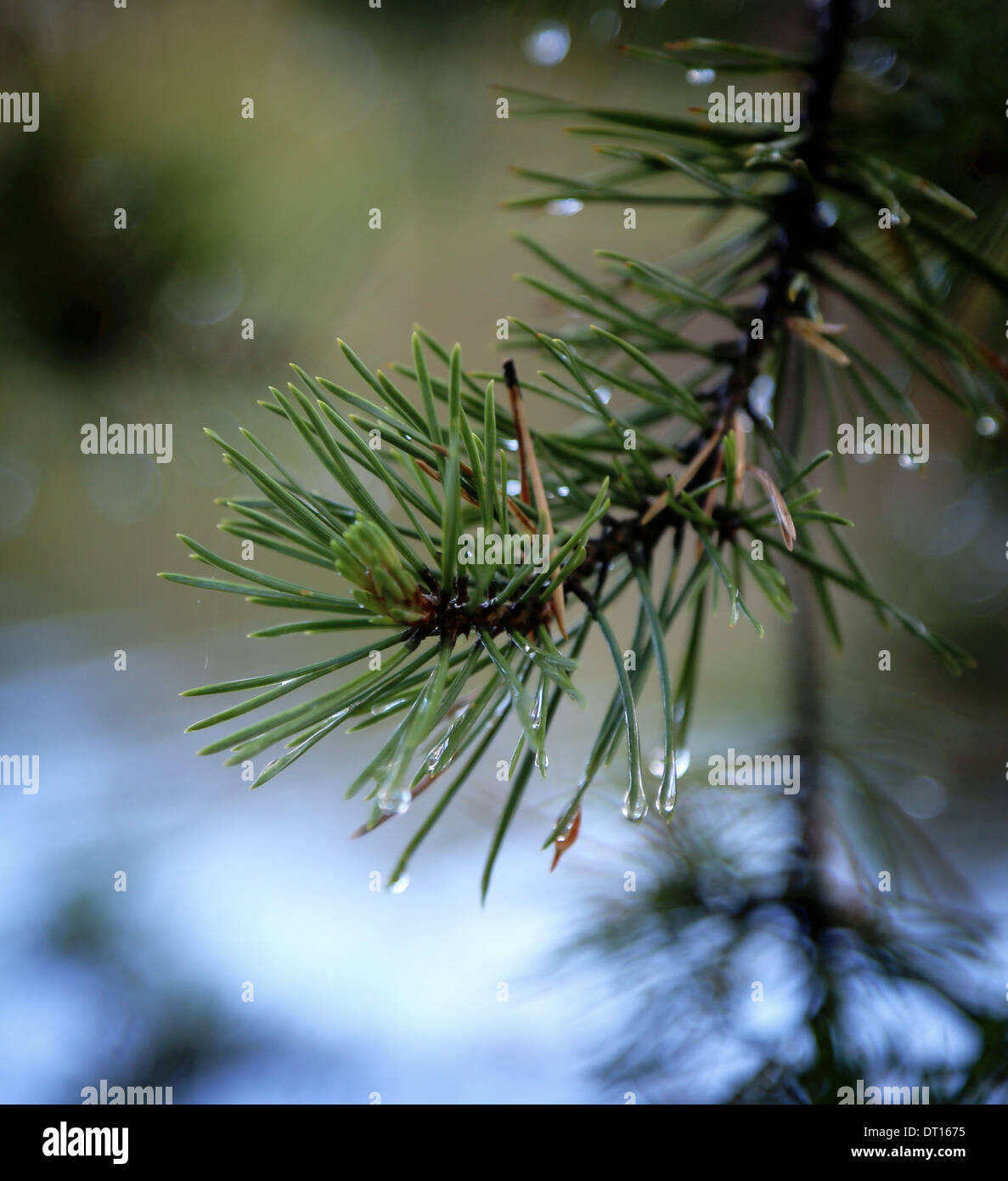 Rain tree branch hi-res stock photography and images - Alamy