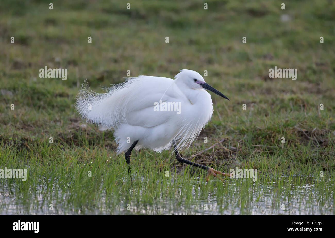 Little Egret White Heron feathers fluffed Stock Photo - Alamy