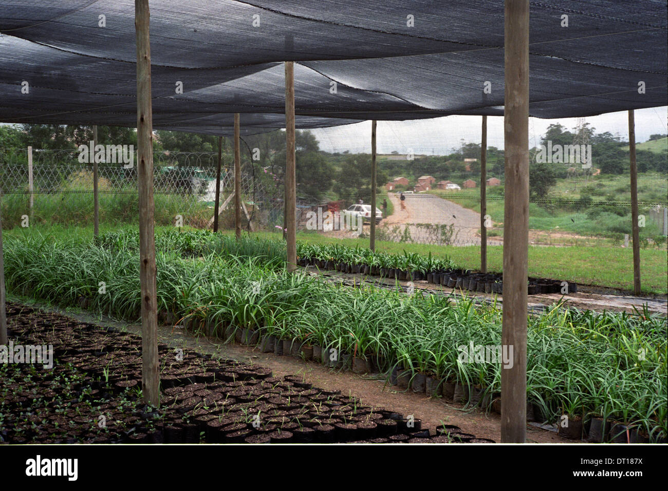 Plant nursery Port Shepstone. Urban and rural development and ...