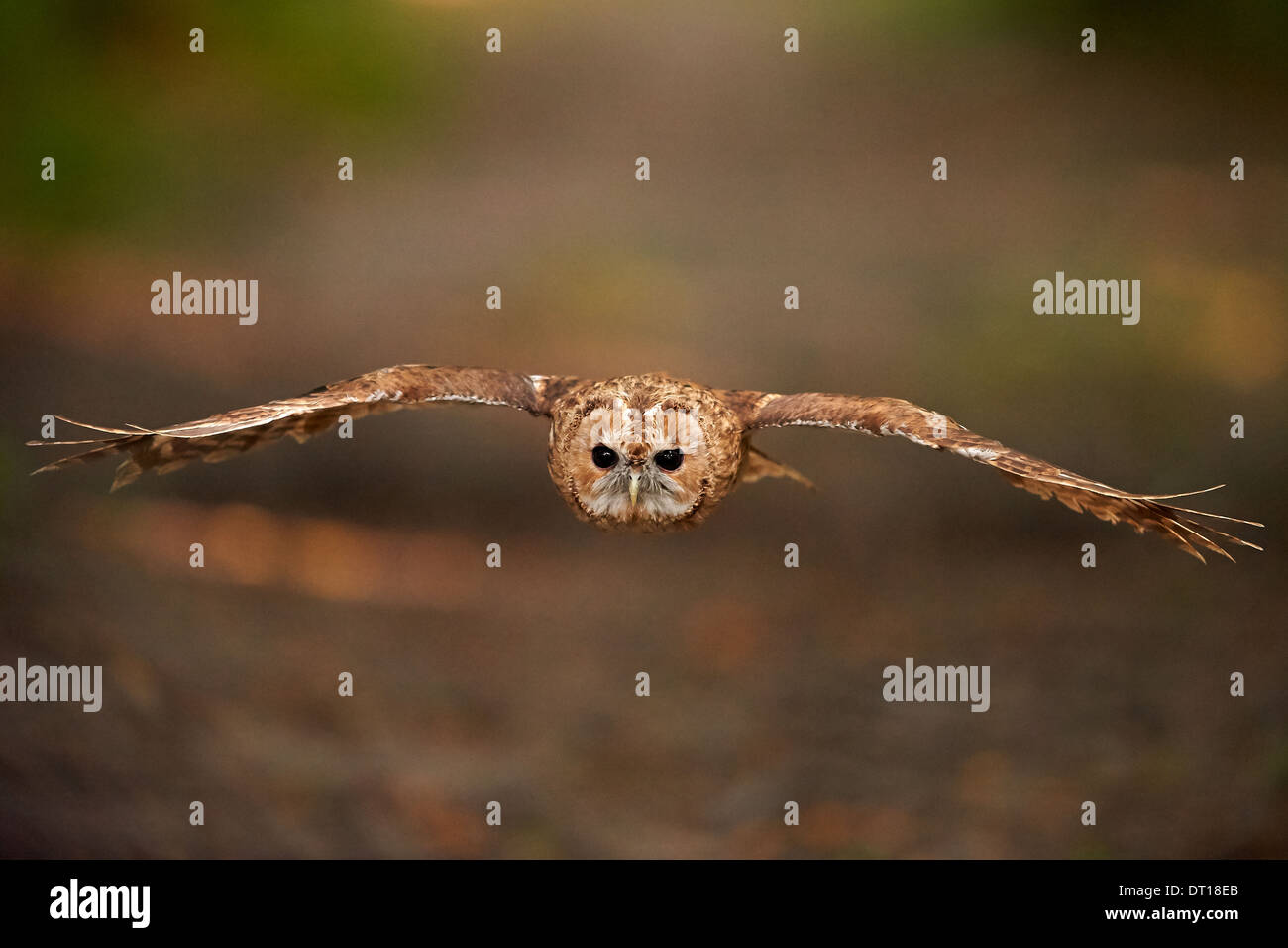 Tawny owl flying hi-res stock photography and images - Alamy