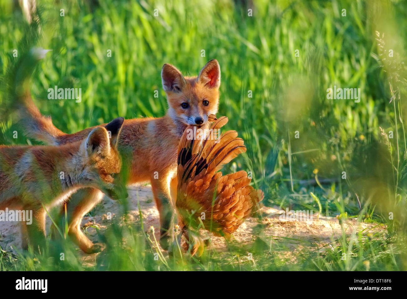 Fox hunting in the clearing Stock Photo - Alamy