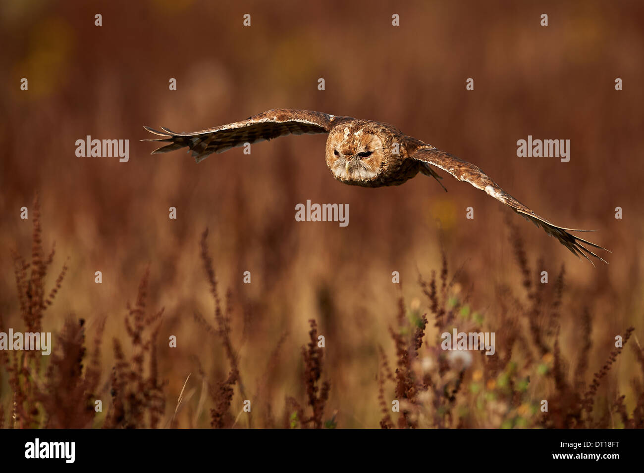 Tawny owl flying hi-res stock photography and images - Alamy