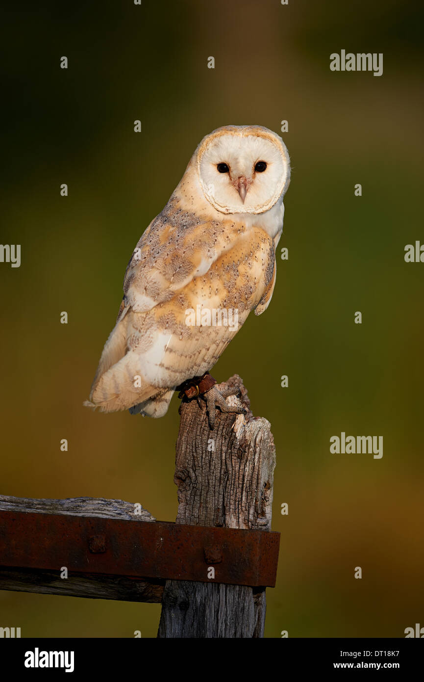 A Barn Owl sitting on a sits on a post Stock Photo - Alamy