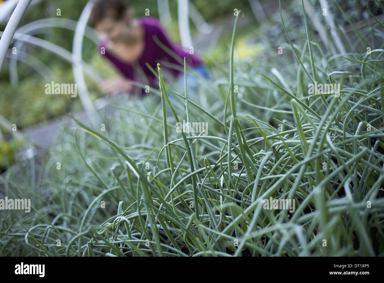Chive plants hi-res stock photography and images - Alamy