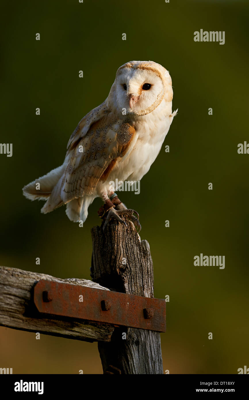 A Barn Owl sitting on a sits on a post Stock Photo - Alamy