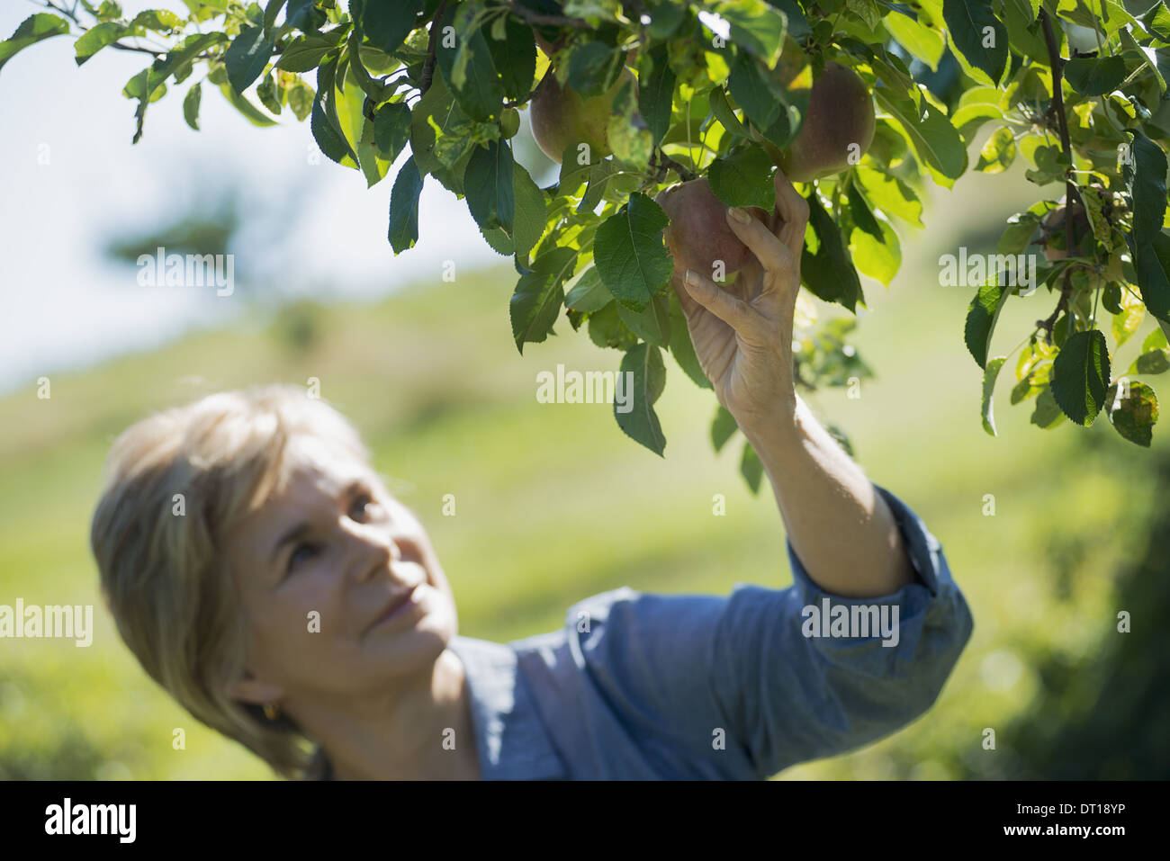 Macintosh apple tree hi-res stock photography and images - Alamy