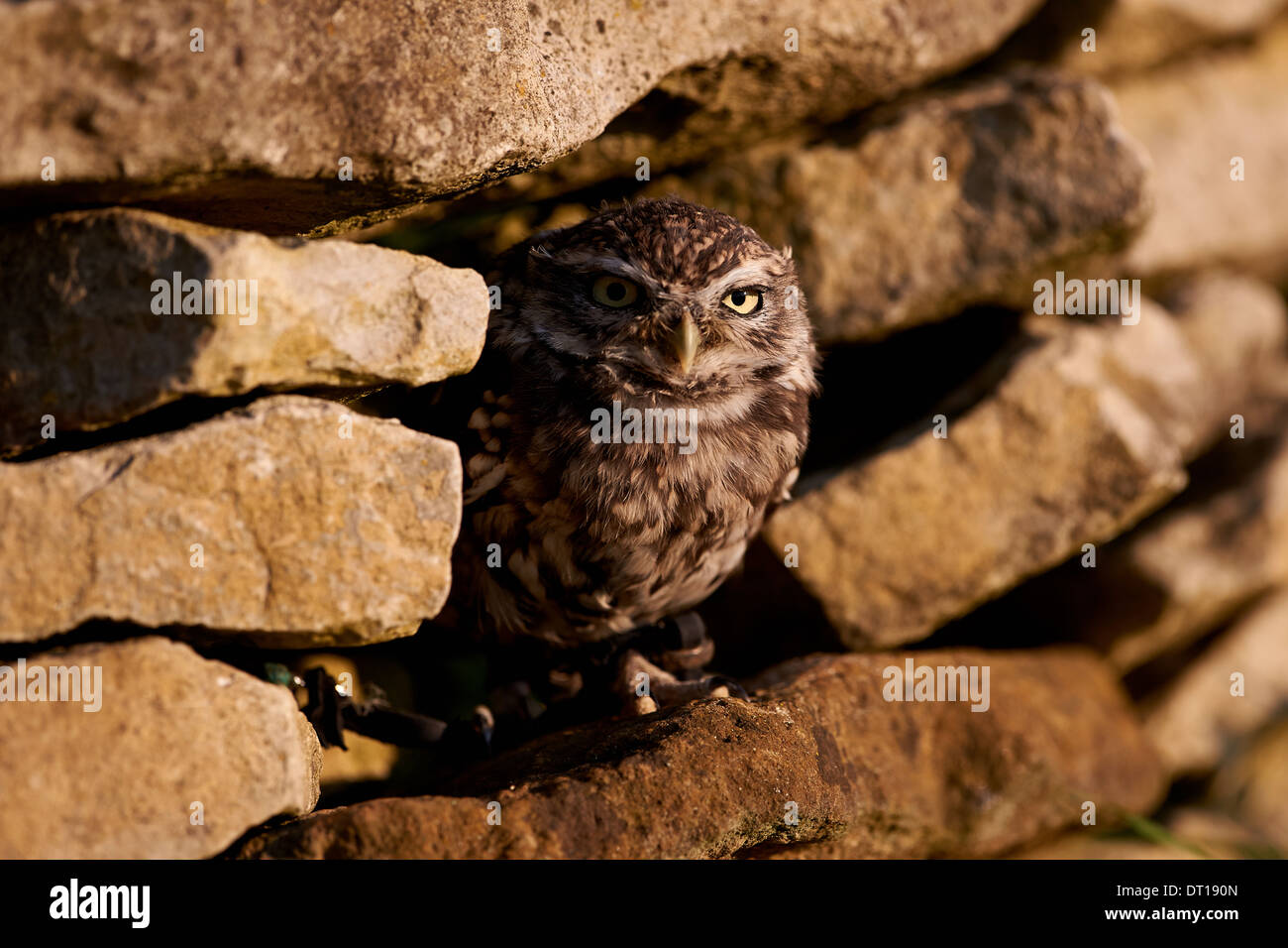 Little britain rock hi-res stock photography and images - Alamy