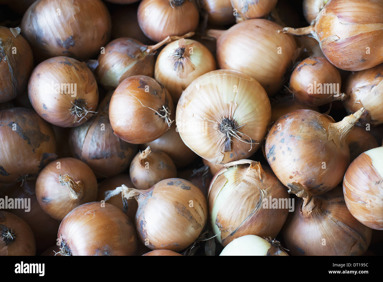 Woodstock New York USA Organic Yellow Onion just harvested Stock Photo ...
