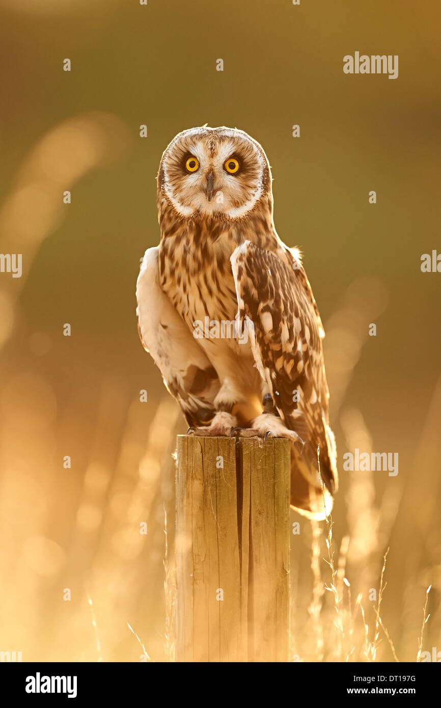 Wildlife a beautiful short eared owl hi-res stock photography and ...