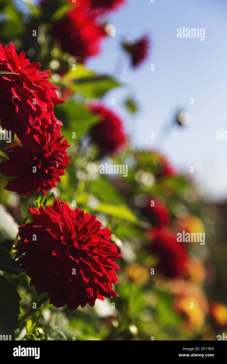 Dahliflowers hi-res stock photography and images - Alamy