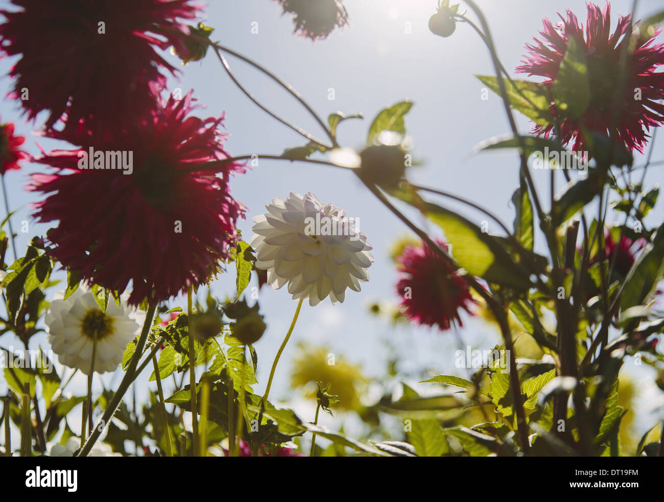 Seattle Washington USA Blooming red and white dahliflowers in garden ...