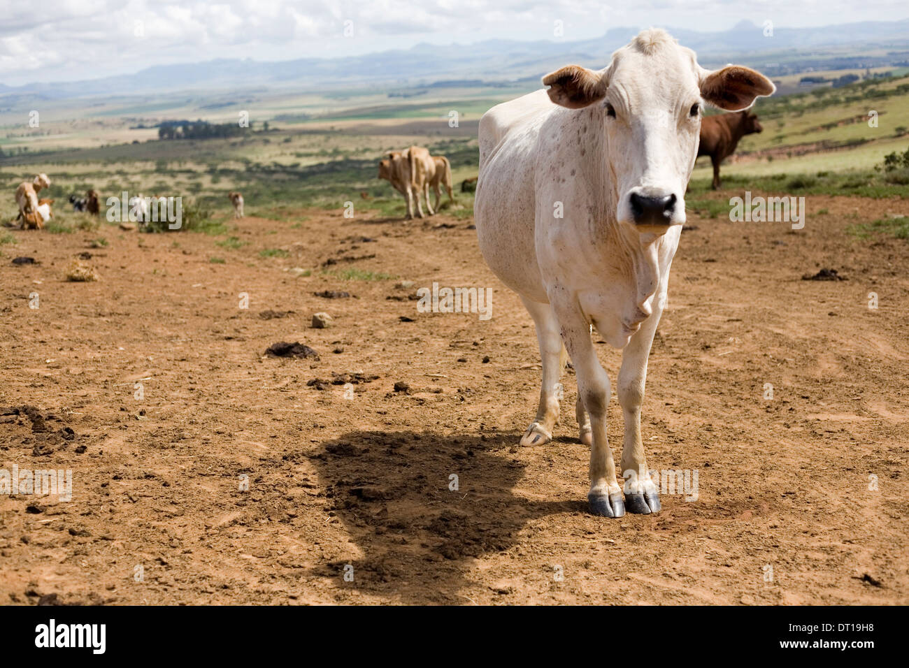 cattle, grassland and soil erosion. 24 FEBRUARY 2010 POTSHINI SOUTH ...