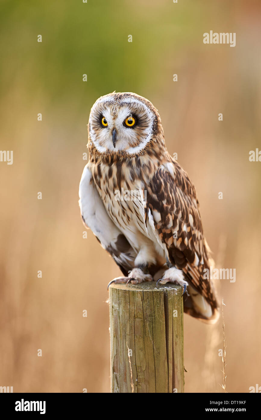 Owl post hi-res stock photography and images - Alamy
