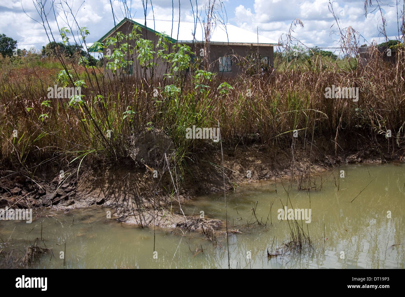 Stagnant Water Mosquito Breeding