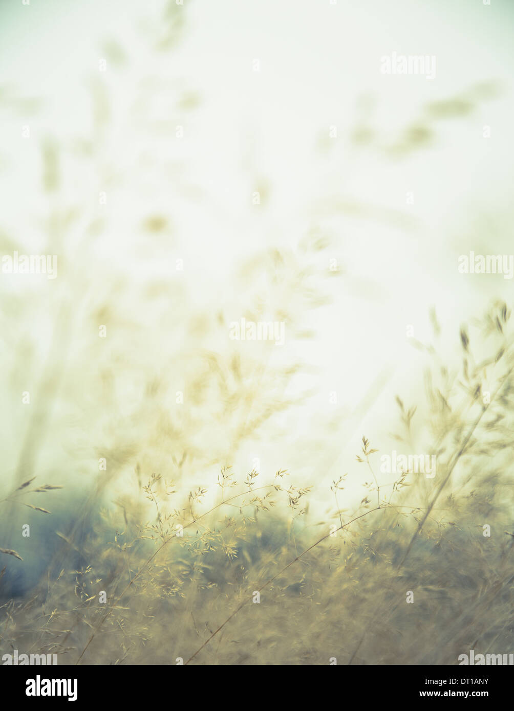 Seattle Washington USA Grasses meadow Discovery Park Seattle Washington ...