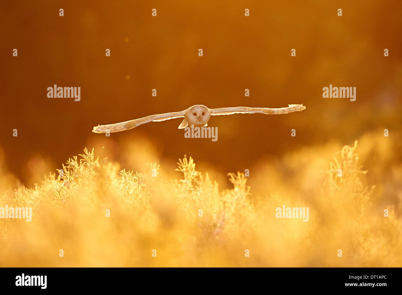 Barn owl flying sunset hi-res stock photography and images - Alamy