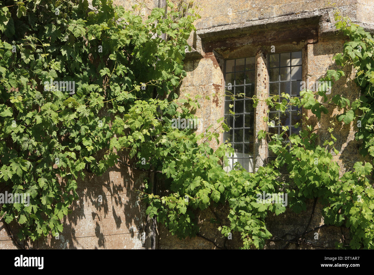 Creeper on window hi-res stock photography and images - Alamy