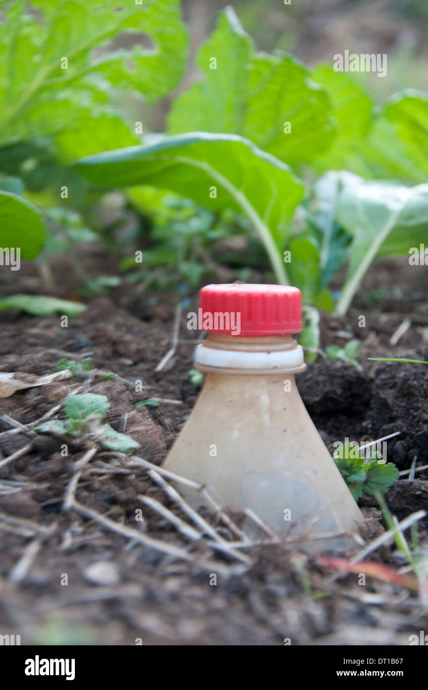 Trench / Coke bottle gardening. A water efficient method of vegetable ...
