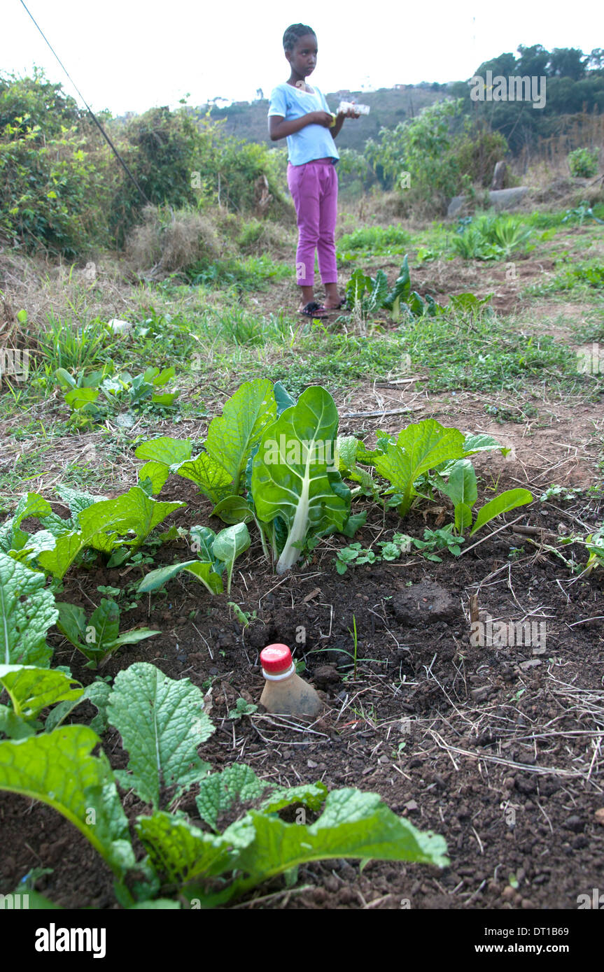 Trench / Coke bottle gardening. A water efficient method of vegetable ...