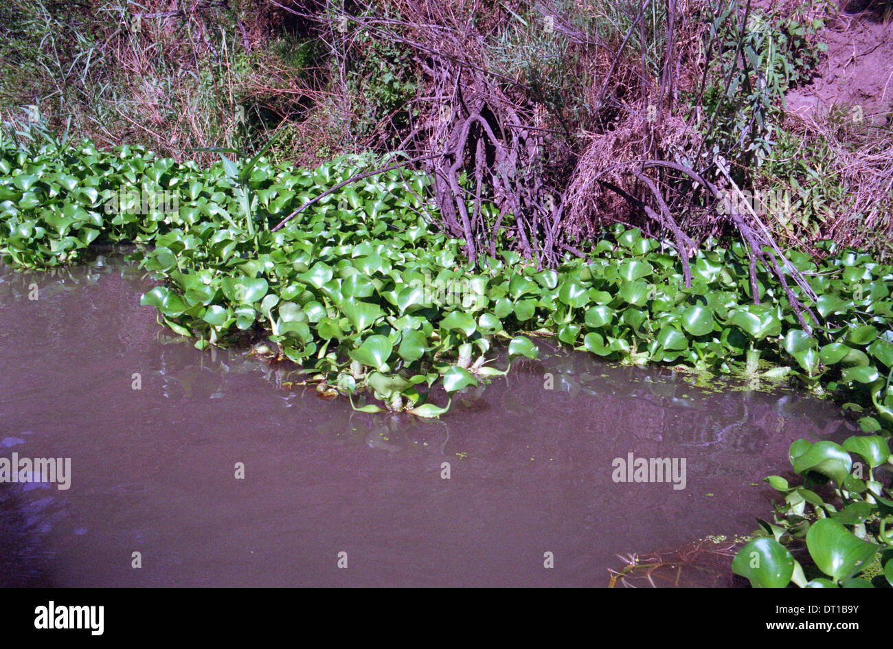 Water hyacinth south africa hi-res stock photography and images - Alamy