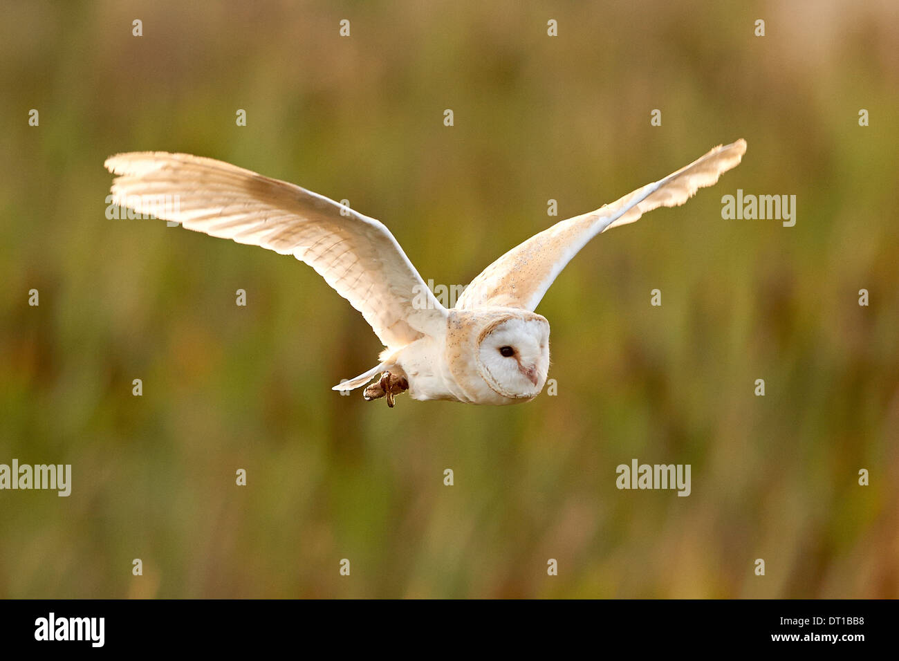 A Barn Owl flying a over fields at sunset Stock Photo - Alamy