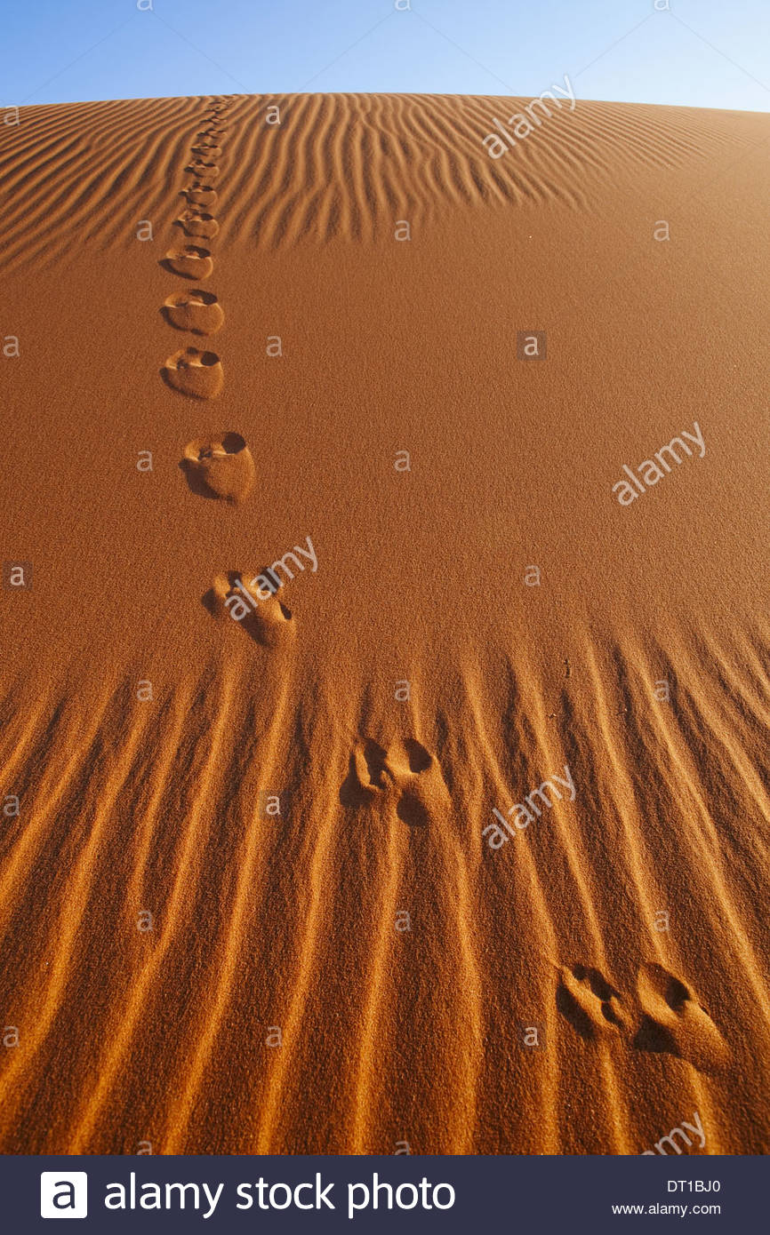 Fox Pattern High Resolution Stock Photography and Images - Alamy