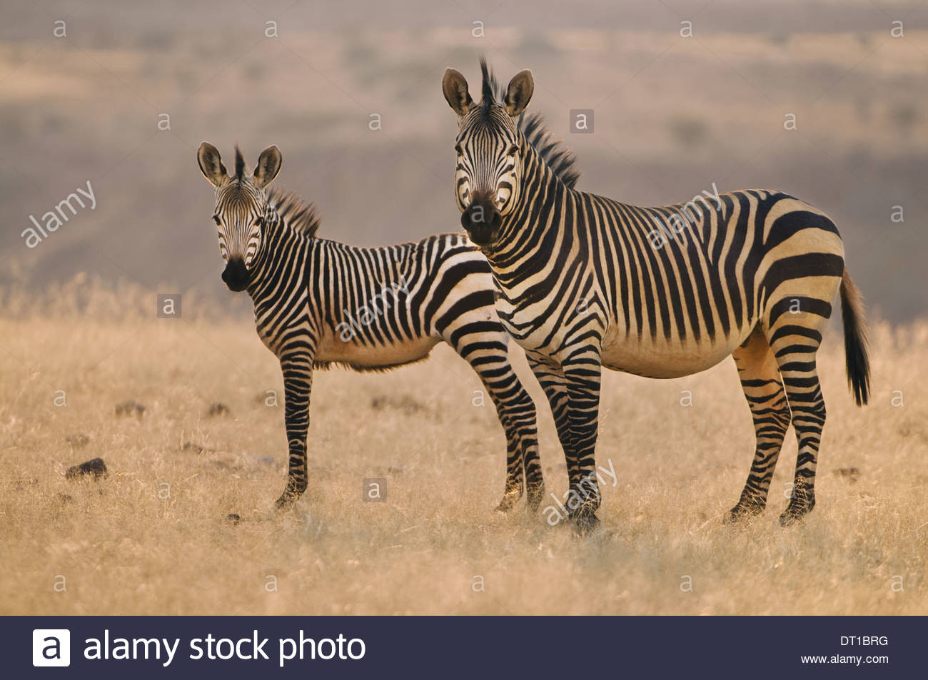Zebra Skin Pattern High Resolution Stock Photography and Images - Alamy