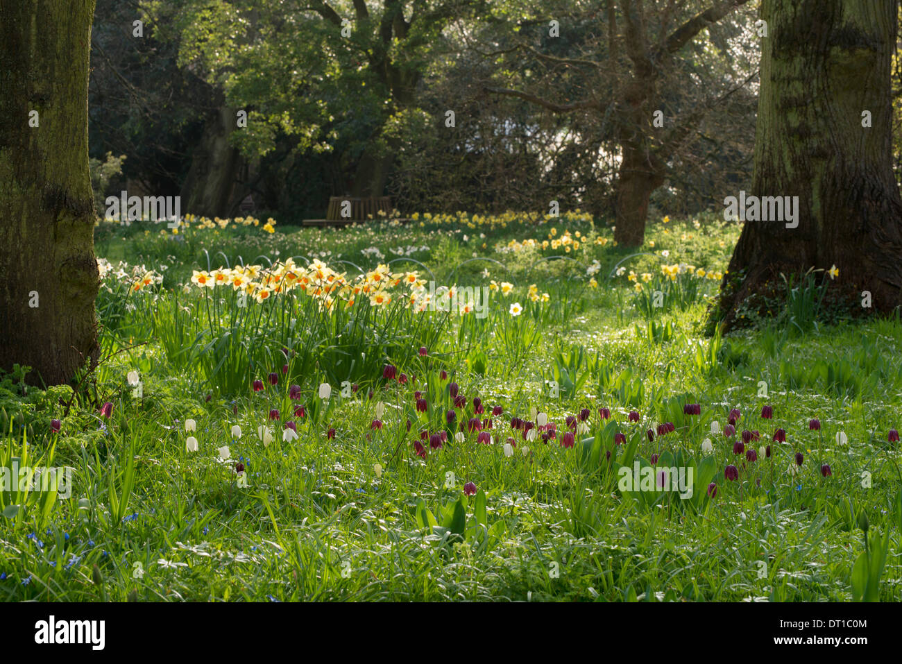 Spring flowers in trinity college hi-res stock photography and images ...