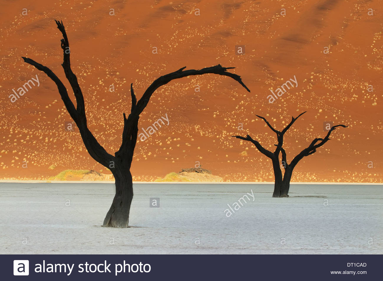 Namib Desert Trees High Resolution Stock Photography and Images - Alamy