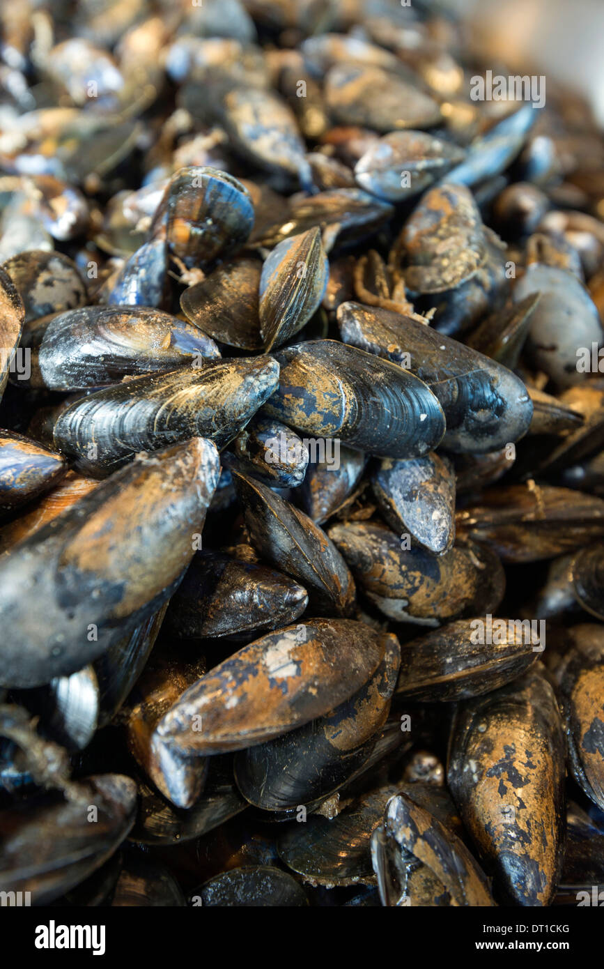 Mussel culture: mussels from the Atlantic coast, at La Plaine-sur-Mer ...