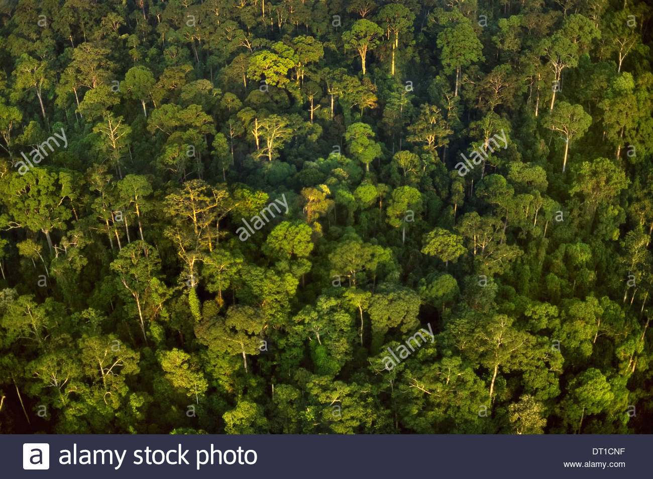 Borneo Rainforest Aerial Stock Photos & Borneo Rainforest Aerial Stock ...