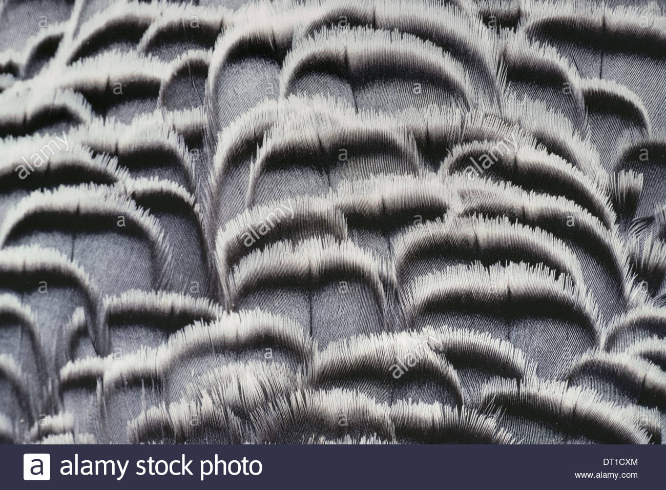 Plumage Pattern High Resolution Stock Photography and Images - Alamy