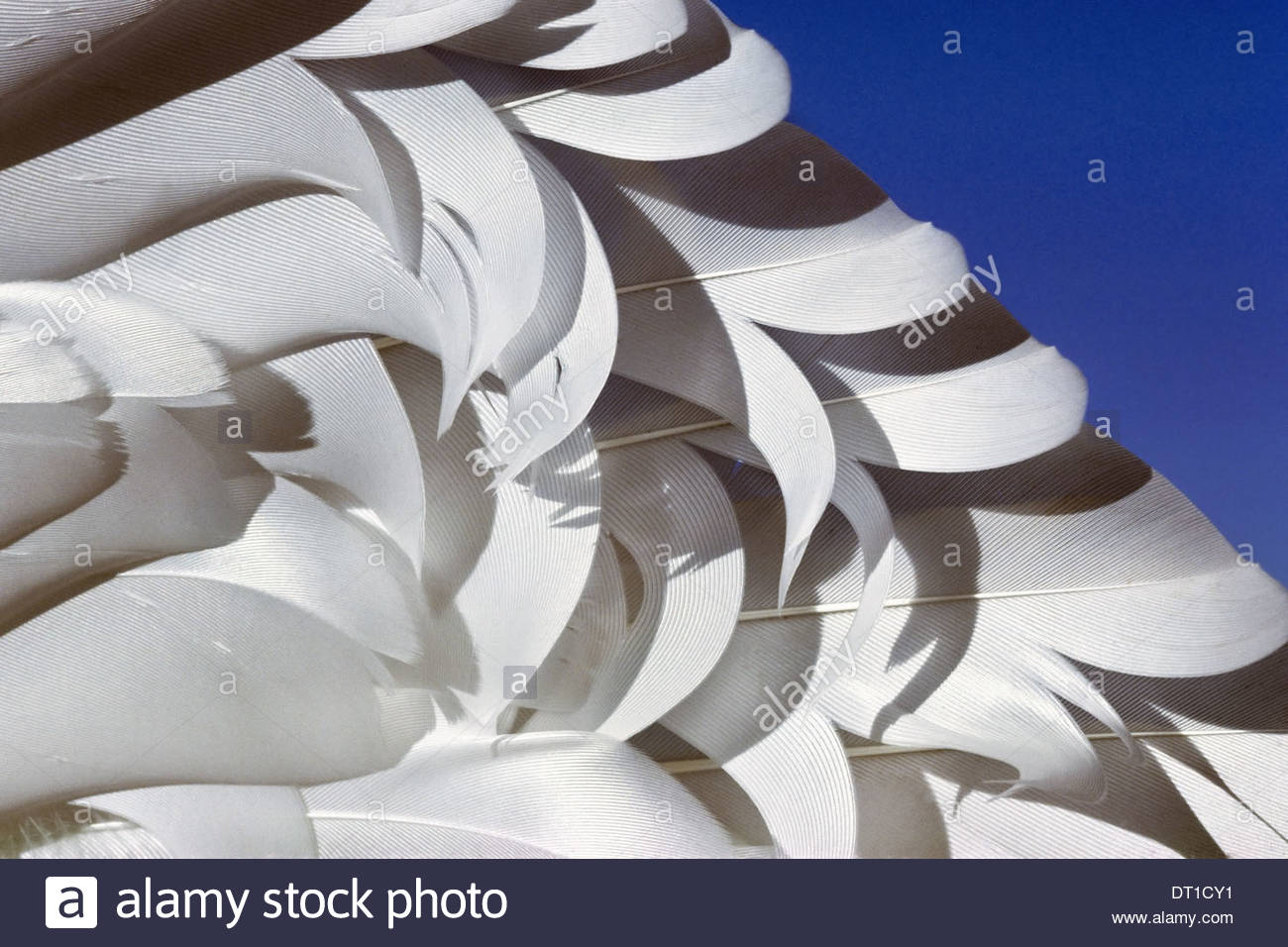 Snow Goose Wing Feathers High Resolution Stock Photography and Images ...