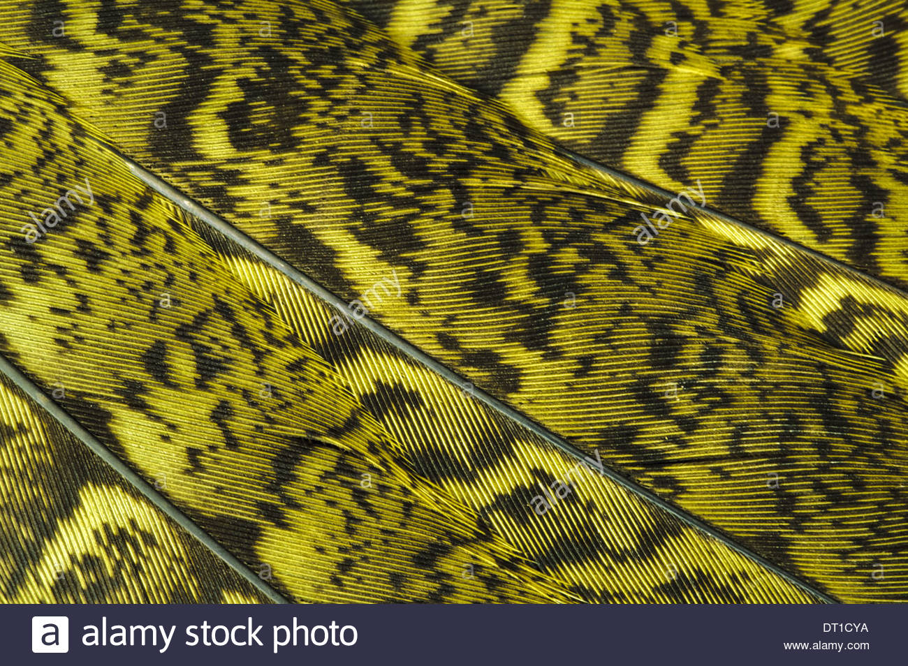 Codfish Island New Zealand High Resolution Stock Photography and Images ...