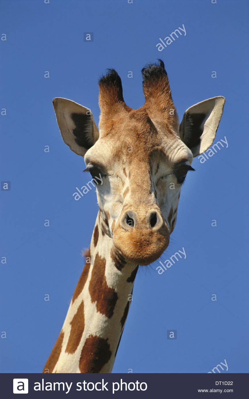 Giraffe Eyes High Resolution Stock Photography and Images - Alamy