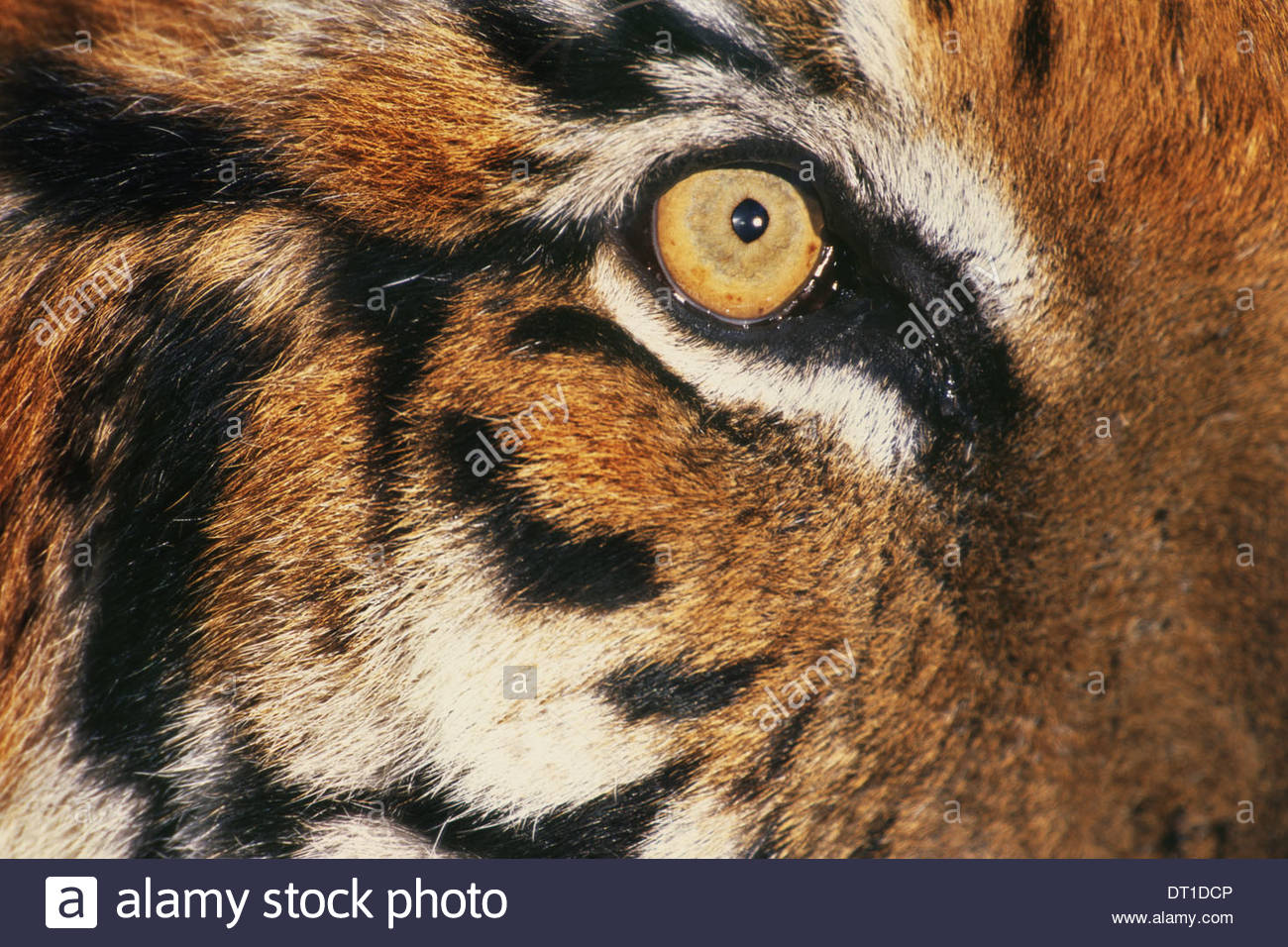 Bengal Tigers High Resolution Stock Photography and Images - Alamy