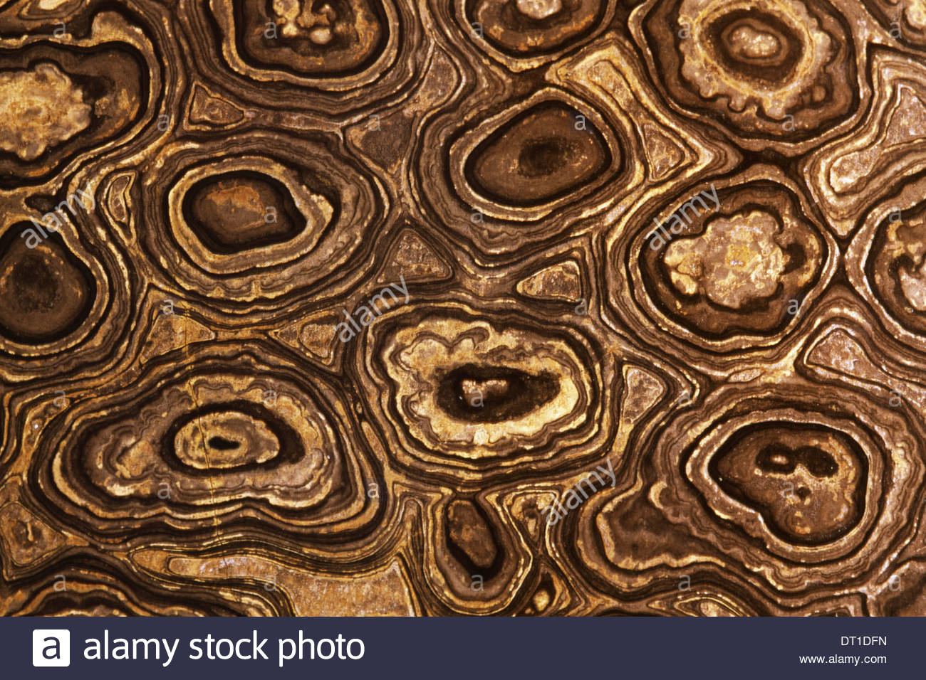 Cyanobacteria Fossil Stock Photos & Cyanobacteria Fossil Stock Images ...