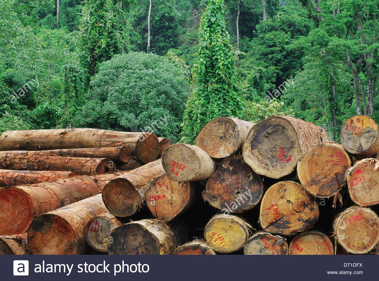 Rainforest Timber Tree Stock Photos & Rainforest Timber Tree Stock ...