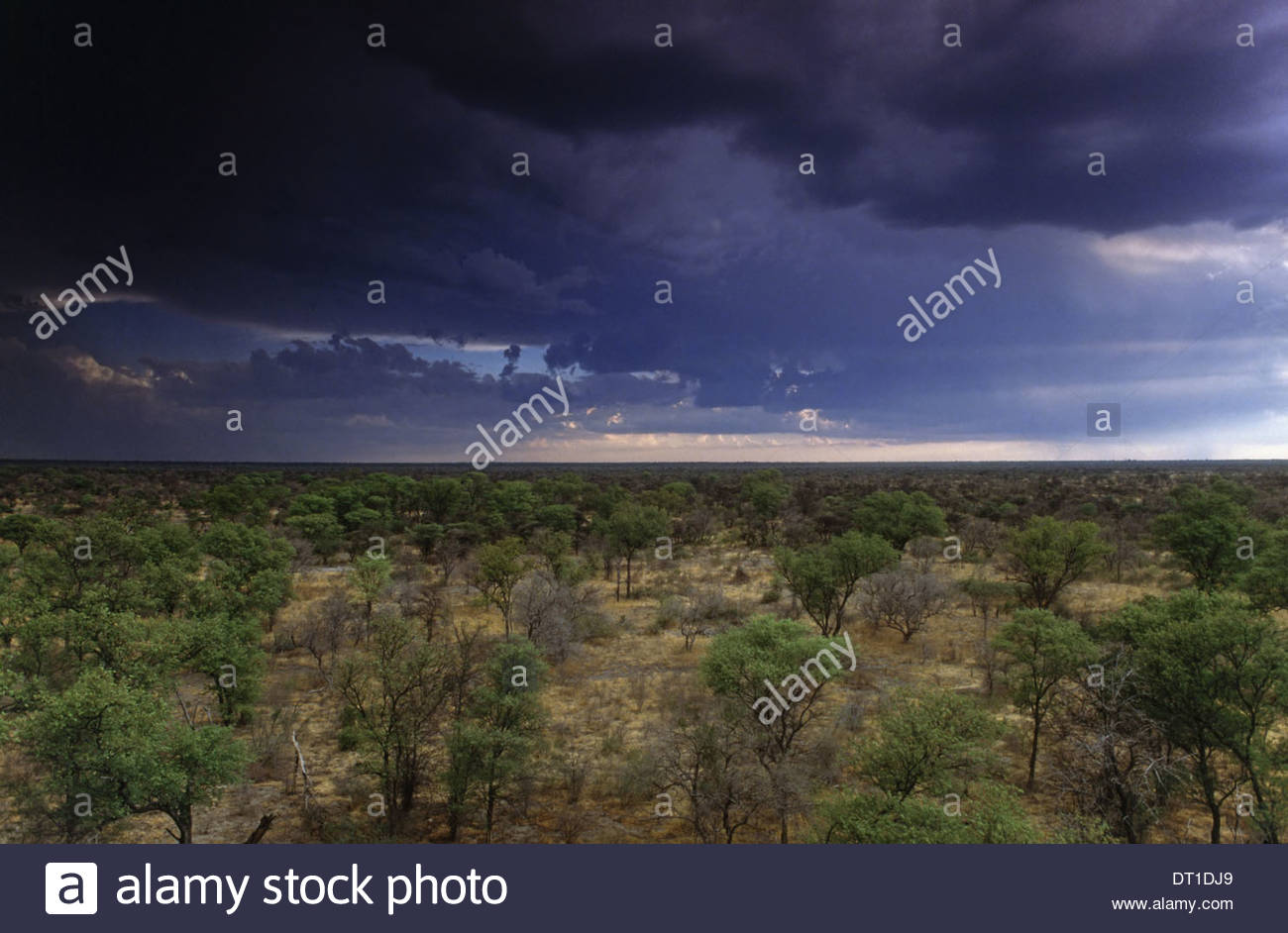 Mopane High Resolution Stock Photography and Images - Alamy