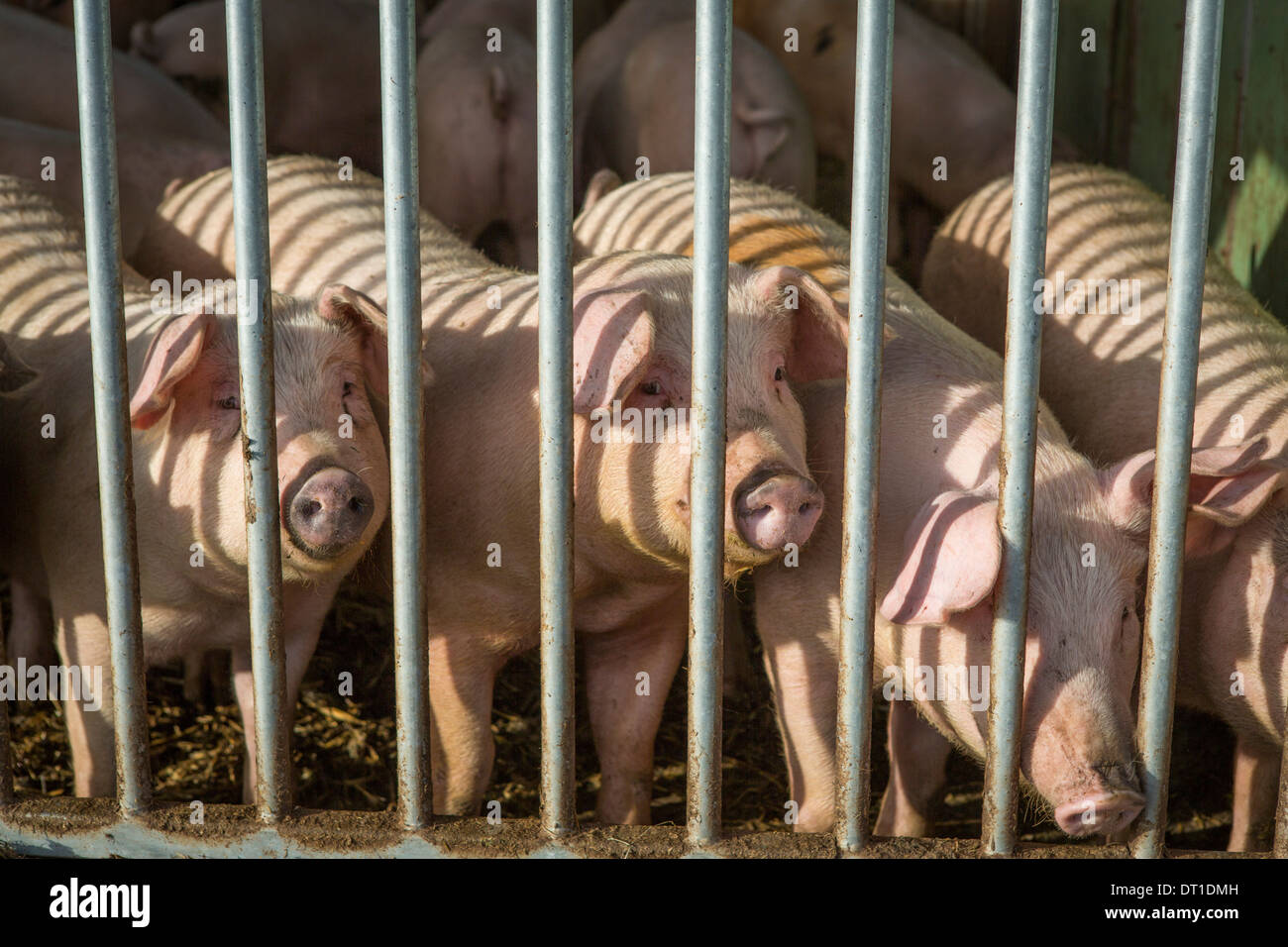 Duroc Pig High Resolution Stock Photography and Images - Alamy