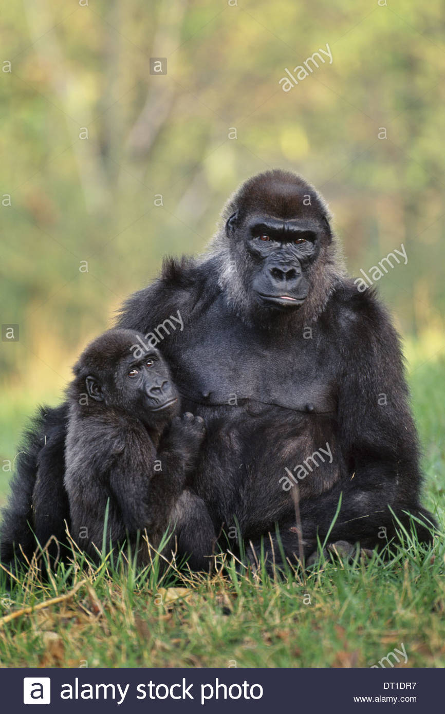 Our Gorillas High Resolution Stock Photography and Images - Alamy