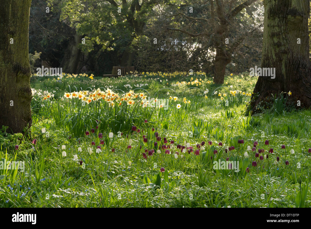 Trinity College Meadow in Spring Stock Photo - Alamy