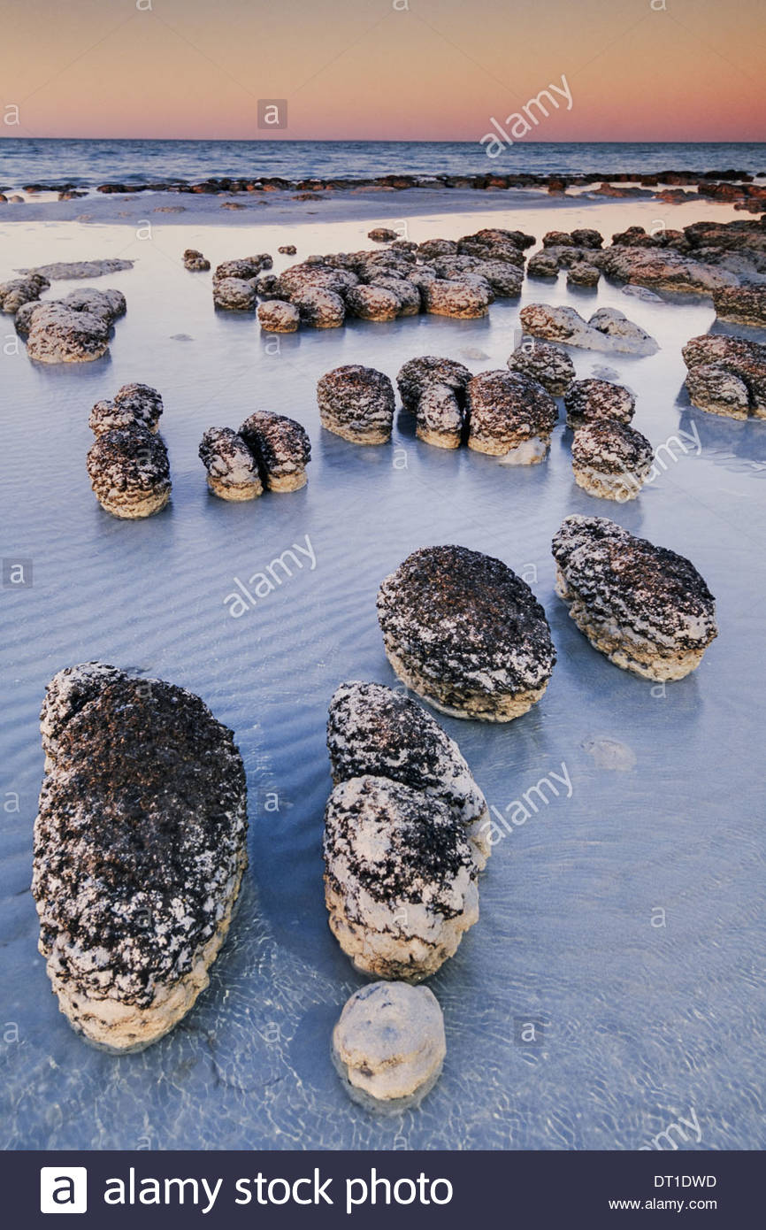 Stromatolites High Resolution Stock Photography and Images - Alamy