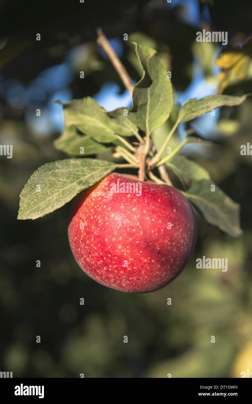 Red skinned fruit hi-res stock photography and images - Alamy