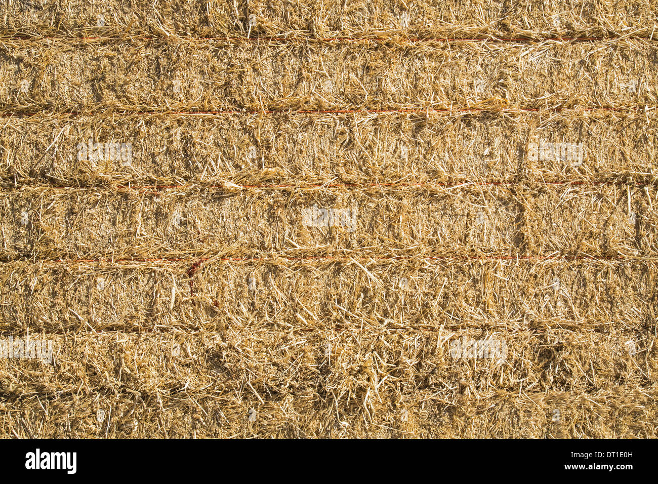 Washington State USA Hay bales stacked up Dried grass stalks baled ...
