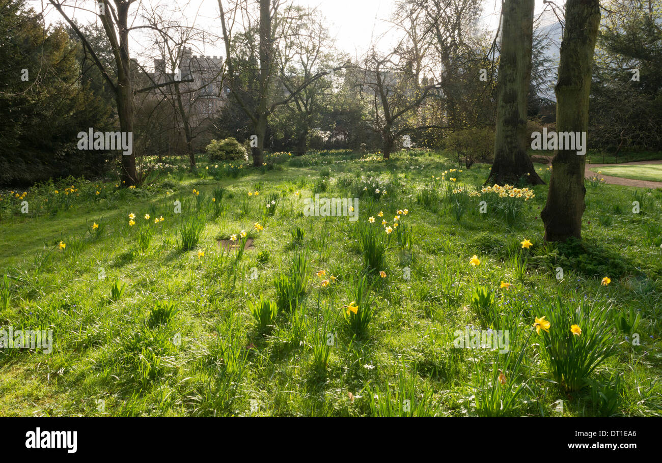 Trinity College meadow in Spring Stock Photo - Alamy