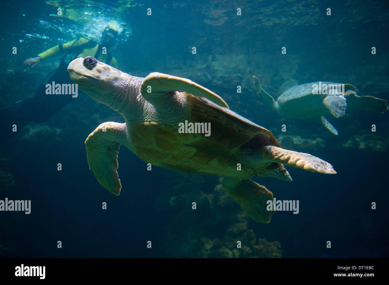 Stralsund, Germany. 06th Feb, 2014. A diver swims with a giant sea ...